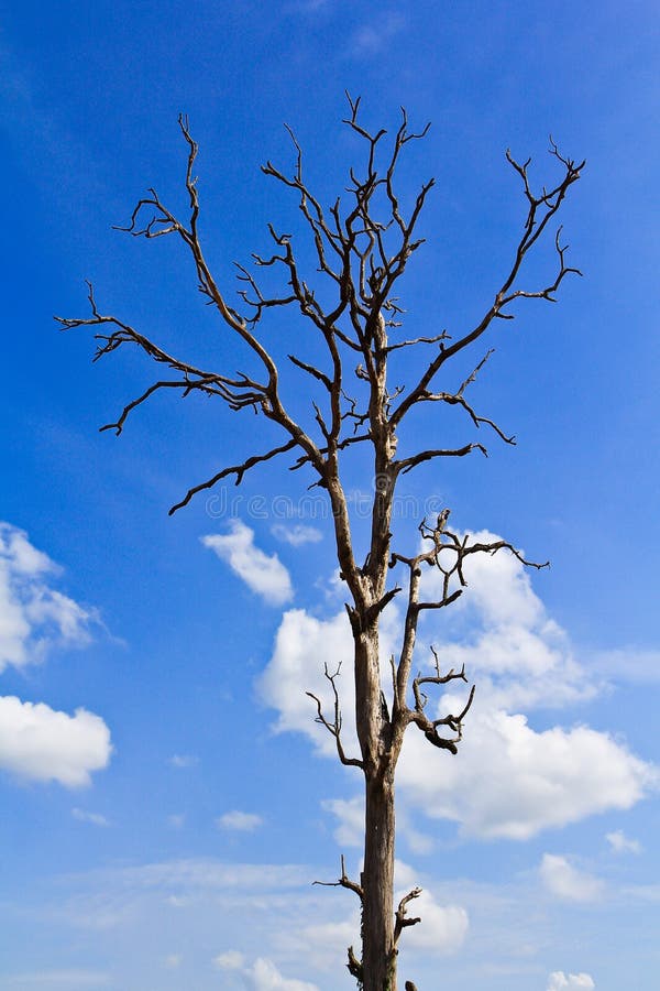 Dead tree stock photo. Image of landscape, natural, drought - 38847380
