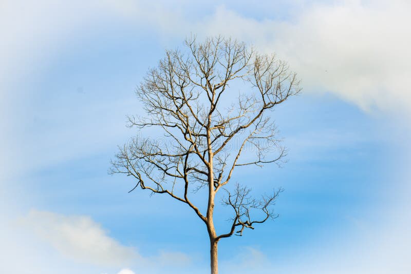 Dead tree stock image. Image of lonely, sadness, plant - 44425313