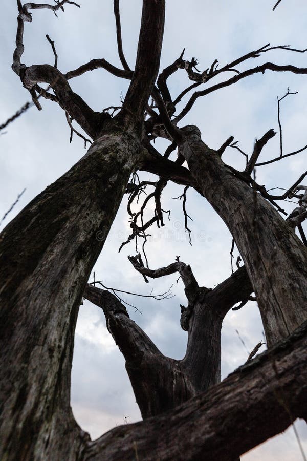 Dead Tree from Bottom To Top Stock Image - Image of plants, branches ...