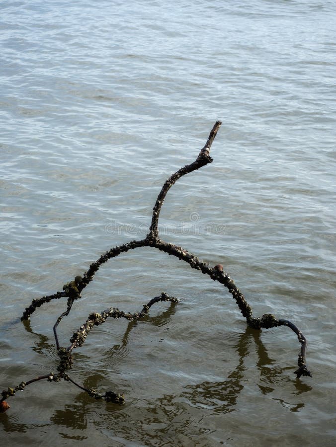 Dead Tree Branch with Barnacle Stock Photo - Image of nature, shore ...