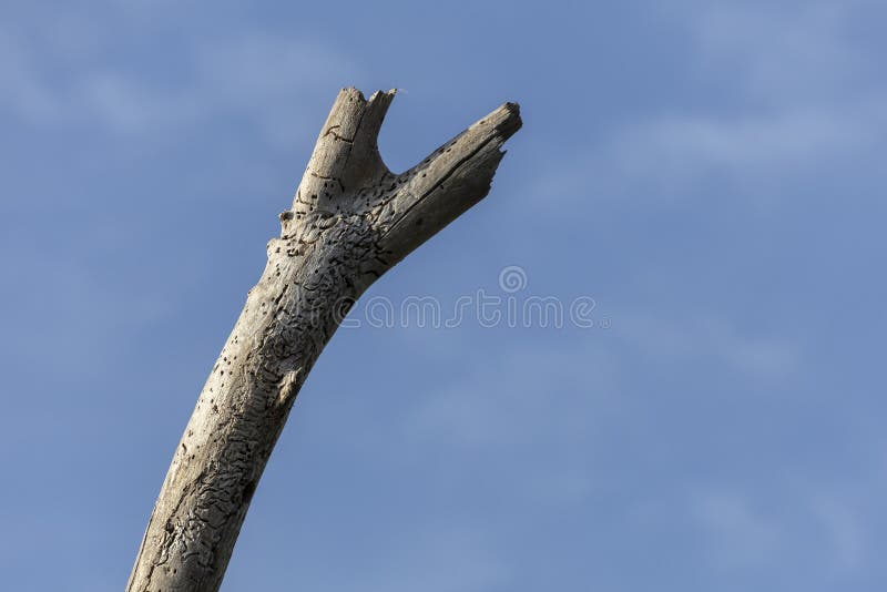 Dead tree branch stock image. Image of abstract, element - 139013485