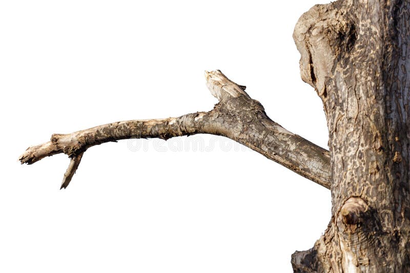 Dead tree branch stock image. Image of abstract, element - 139013485