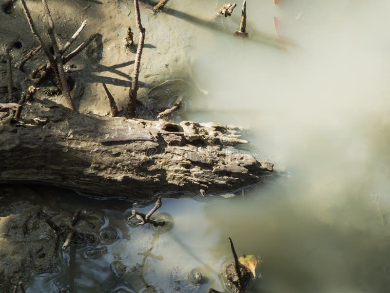 Dead Tree Branch Fading into Swamp Surface Stock Photo - Image of dead ...
