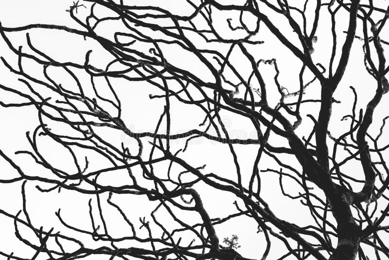 Dead Tree And Branch Isolated On White Background. Black Branches Of ...