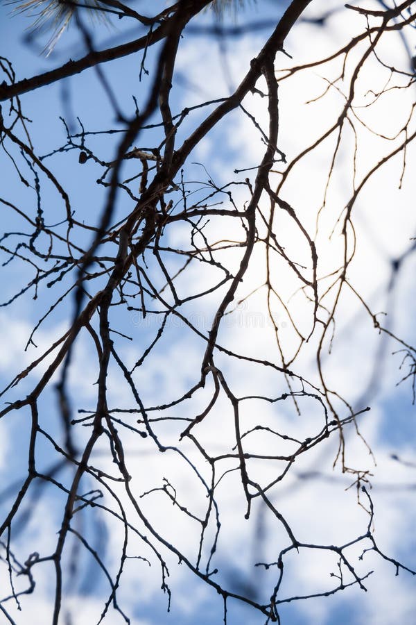 Dead tree branch stock photo. Image of branch, spooky - 31790144