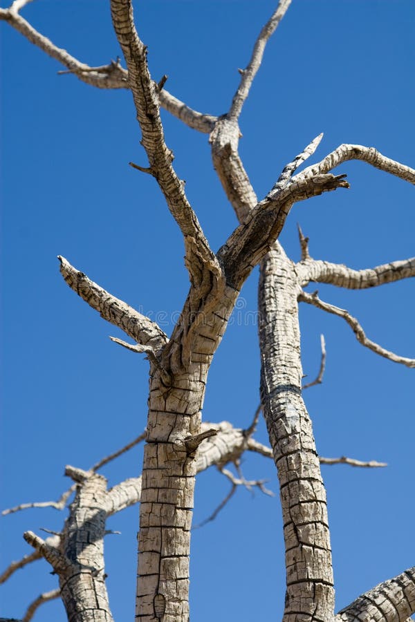 Dead tree branches stock photo. Image of natural, death - 13047466