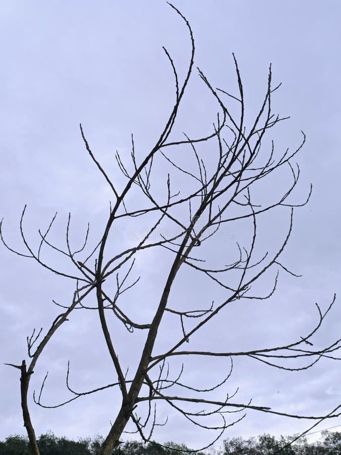 Dead Tree Branches in the Afternoon Stock Photo - Image of tree ...
