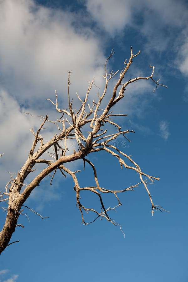 Dead Tree Branches Against Blue Sky Stock Image - Image of botany, dead ...