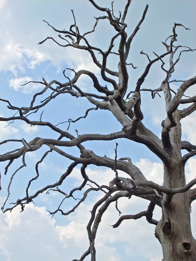 Tree with no Branches stock image. Image of forest, white - 90824383