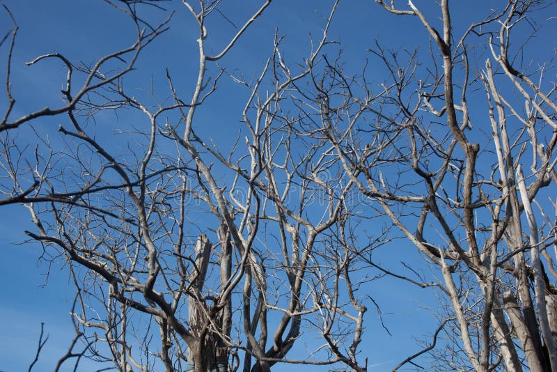 Dead Tree Branches in Blue Sk Stock Image - Image of element, beauty ...