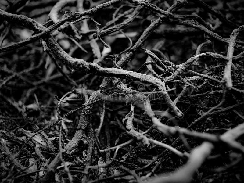Dead Tree Branches Fall To the Ground and Become Bushes Stock Photo ...