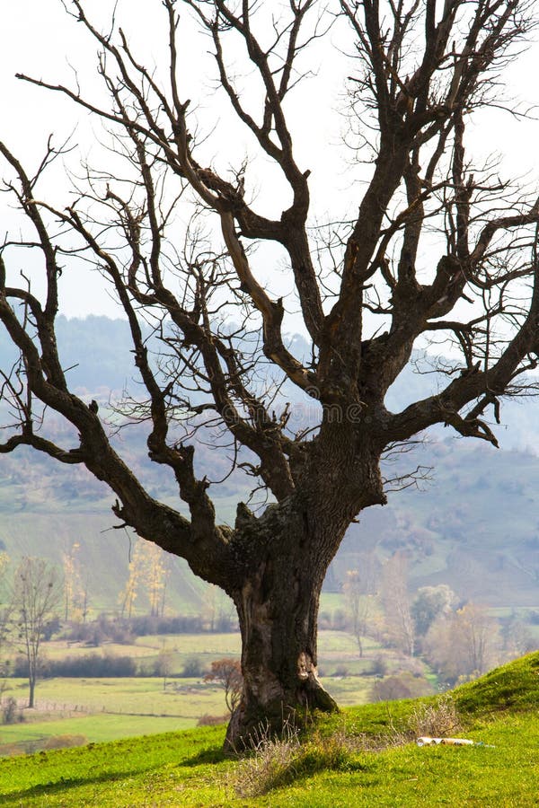 Dead Tree Branches in Farm stock image. Image of lawn - 49646647
