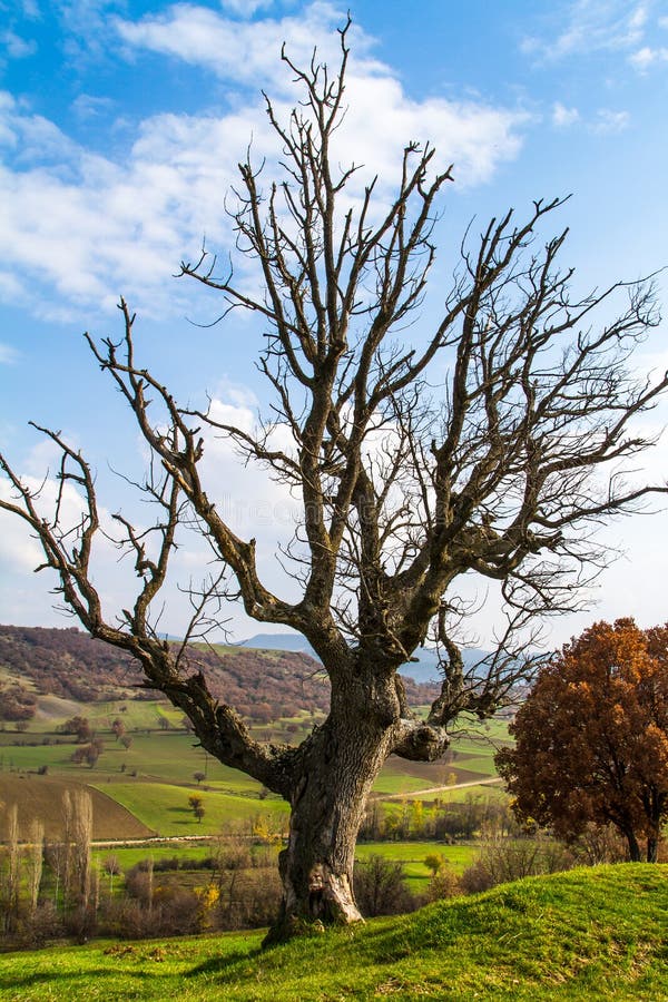 Dead Tree Branches in Farm stock image. Image of autumn - 49402499