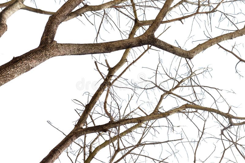 3,049 Day Dead White People Stock Photos - Free & Royalty-Free Stock ...