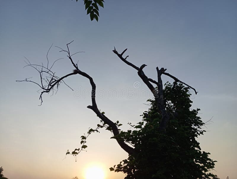 Dead Tree Branches Look Beautiful in the Afternoon. Stock Image - Image ...
