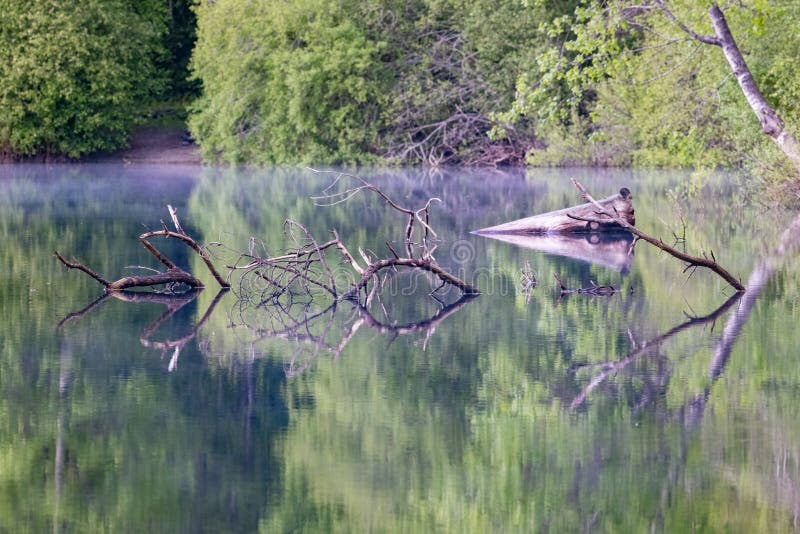 Dead Tree Branches Sticking Up from the Surface Stock Photo - Image of ...