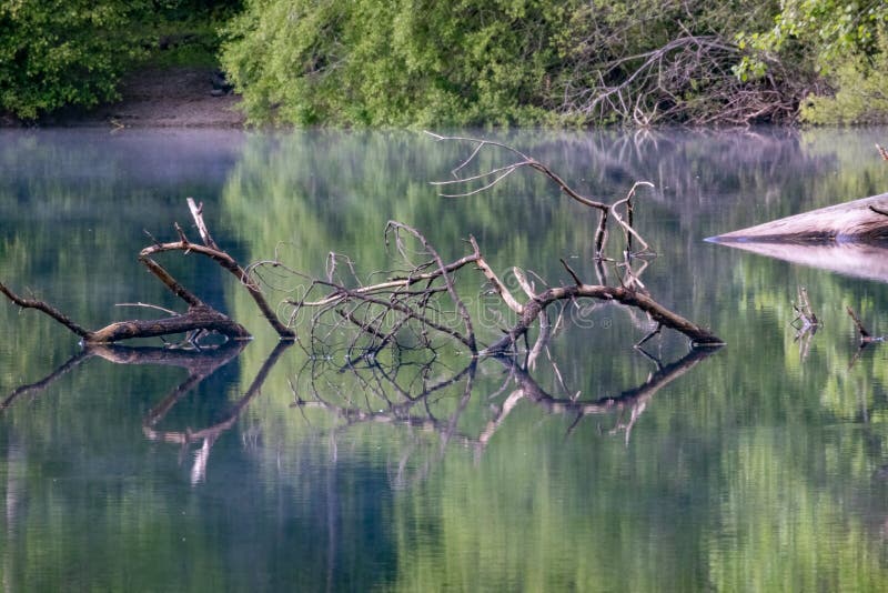 Dead Tree Branches Sticking Up from the Surface Stock Image - Image of ...