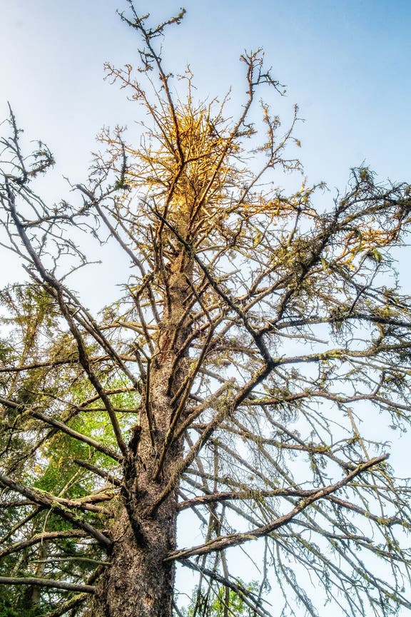 Dead Tree Branches Stuck in a Tree in a Sunlight Scene Stock Photo ...
