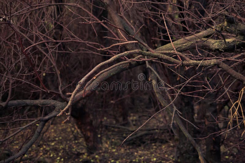 18,343 Dead Tree Branches Stock Photos - Free & Royalty-Free Stock ...