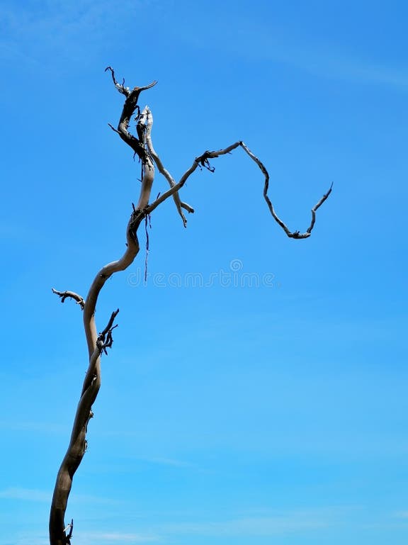 A Dead Tree Branches or Twigs Isolated on Blue Sky Background Stock ...