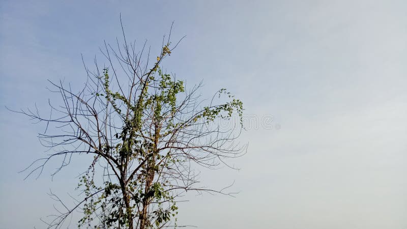 Dead Tree Branches and Vines Wrapped Around Trees and Sky Background ...