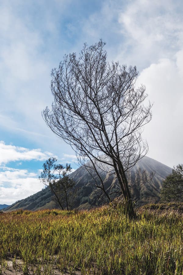 Dead Tree with Branches at Volcano Mount Bromo Stock Photo - Image of ...