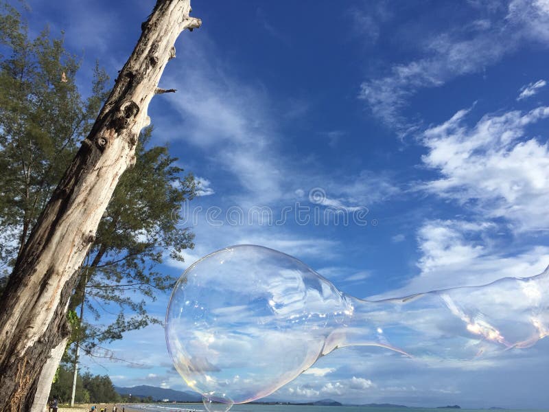 Dead Tree with Bubbles and Sky Stock Photo - Image of beach, tanjung ...