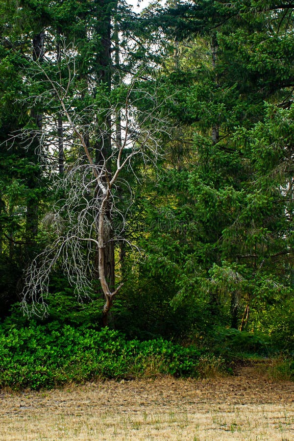 Dead Tree Burried in Ivy and Pine Trees Stock Image - Image of ground ...
