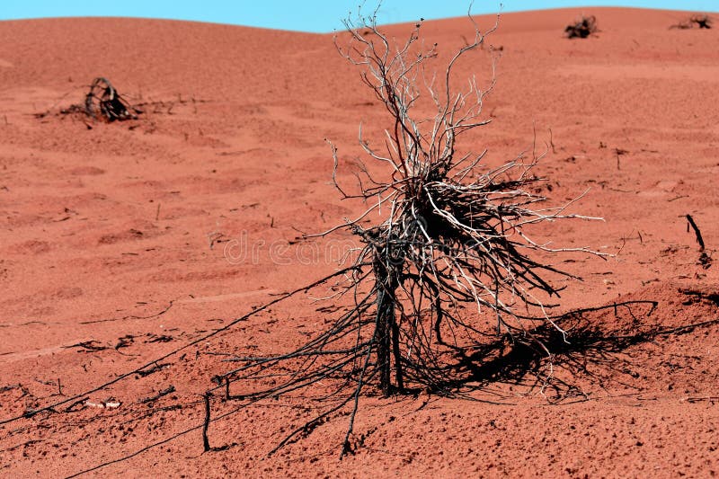 Dead Bush in Dead Sea stock image. Image of cloud, quiet - 29761623