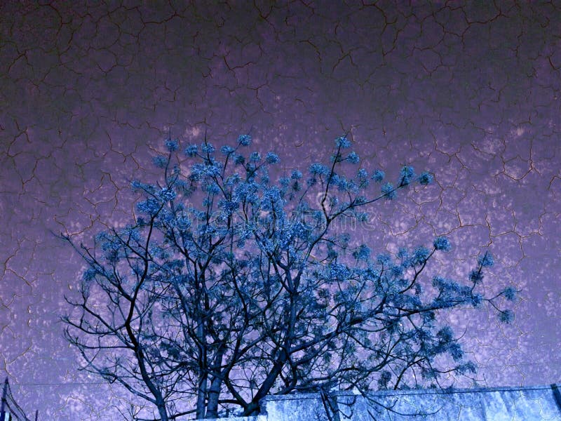 A Dead Tree Can Came Again in Life Stock Image - Image of flower ...