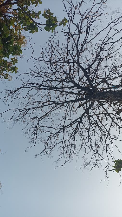 Dead tree in cemetery stock photo. Image of tree, dead - 285983172