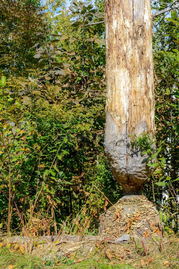 Tree Chewed and Felled by Beaver Stock Image - Image of forest, closeup ...