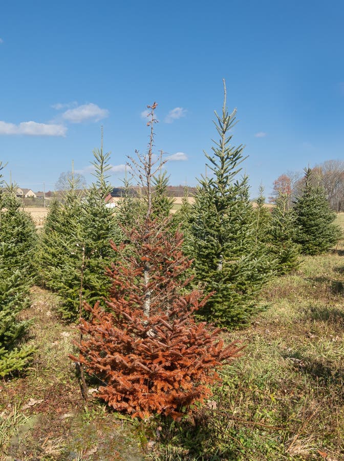 Dead Tree on a Christmas Tree Farm Stock Photo - Image of season, grass ...