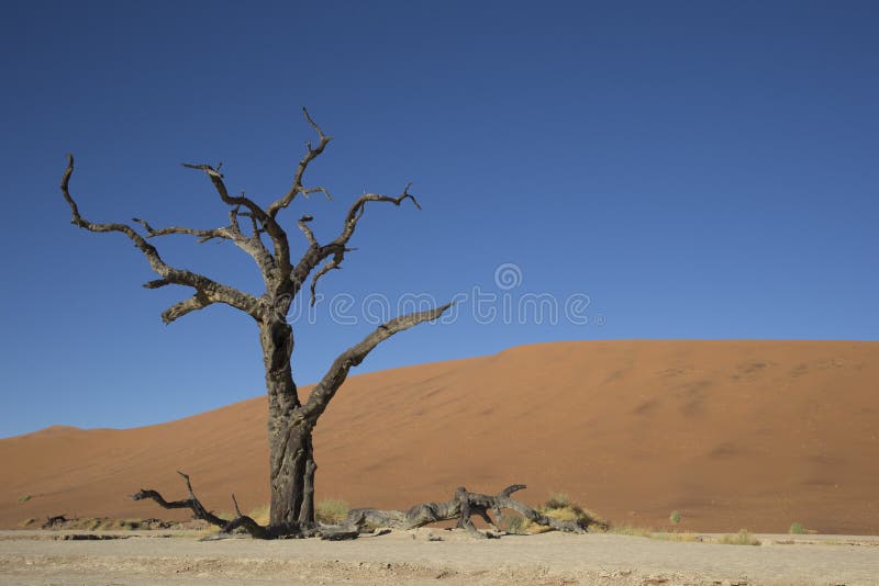 Dead Tree on Clay Pan in the Desert Stock Photo - Image of camel ...