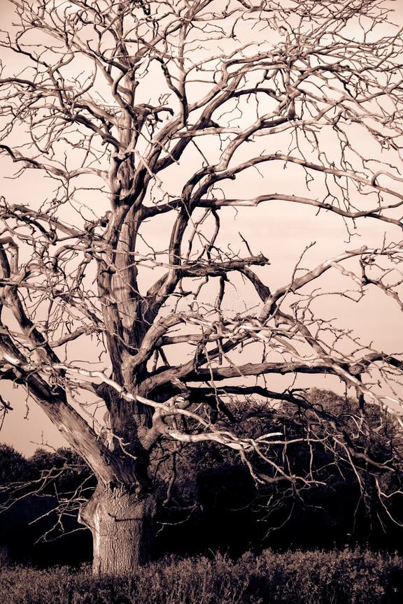 Dead Tree stock image. Image of naked, tree, alone, located - 79762337