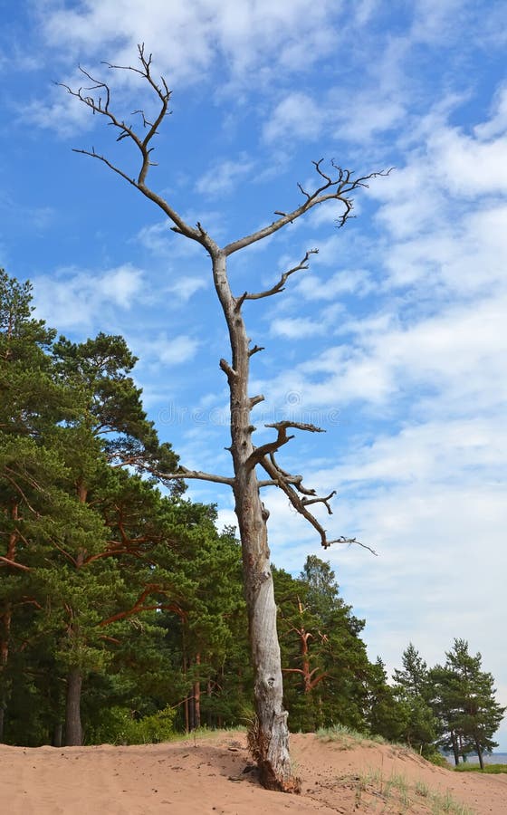 Dead tree stock image. Image of bright, shore, evergreen - 48810597