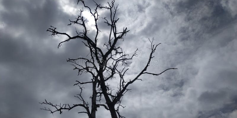 Dead Tree with Cloudy and Dark Sky Stock Image - Image of icon, spruce ...