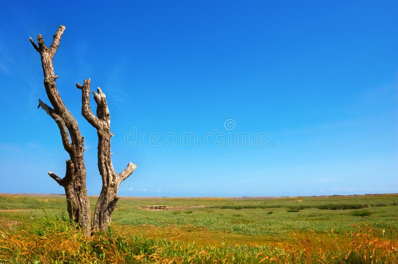 Dead Tree on a Coastal Salt Marsh Stock Image - Image of environment ...