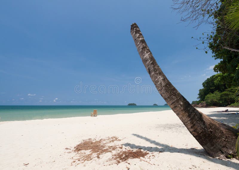 632 Dead Coconut Tree Stock Photos - Free & Royalty-Free Stock Photos ...