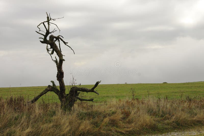 Dead tree colour stock image. Image of deadwood, wood - 83900619