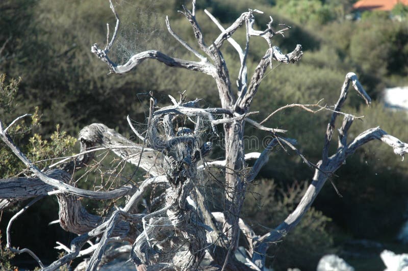 A Dead Tree Covered in Cobwebs. Stock Photo - Image of branches ...