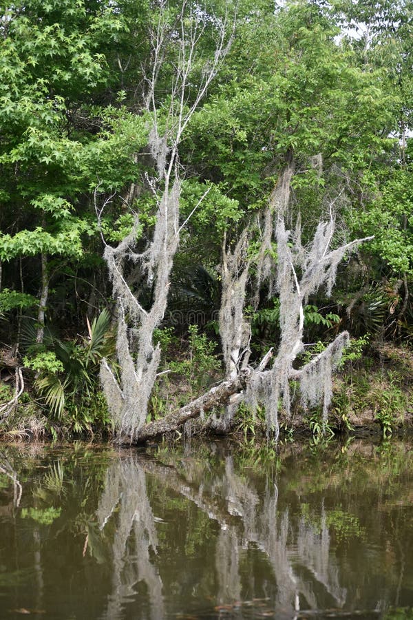 Dead Tree Covered with Spanish Moss in the Bayou Stock Photo - Image of ...