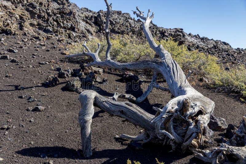Dead Tree at Craters of the Moon National Park. Idaho. USA. Stock Image ...