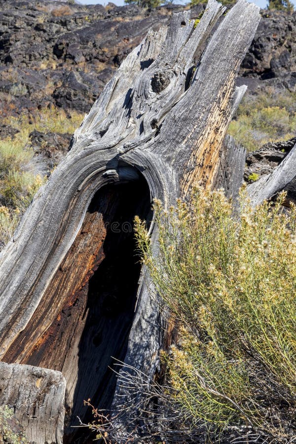 Dead Tree at Craters of the Moon National Park. Idaho. USA. Stock Image ...
