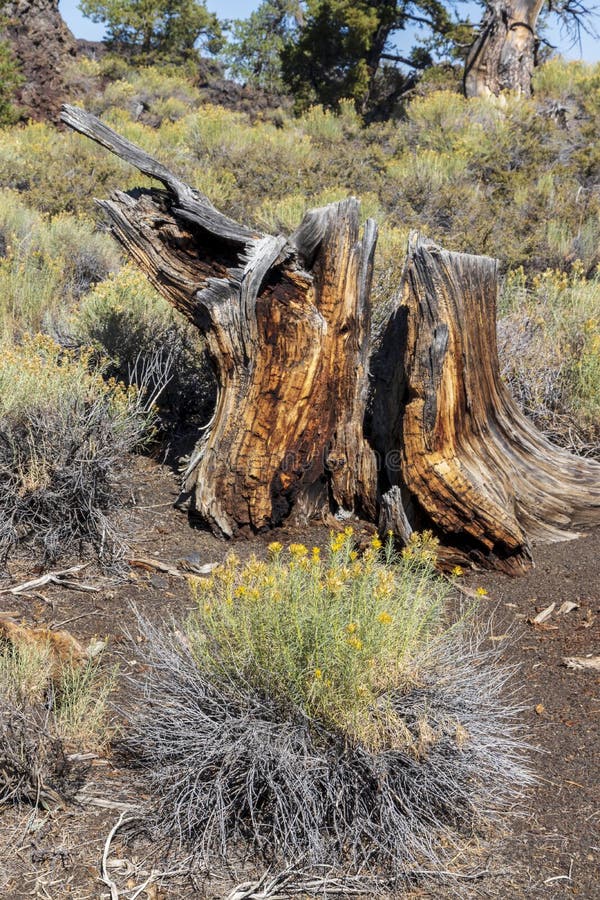 Dead Tree at Craters of the Moon National Park. Idaho. USA. Stock Photo ...