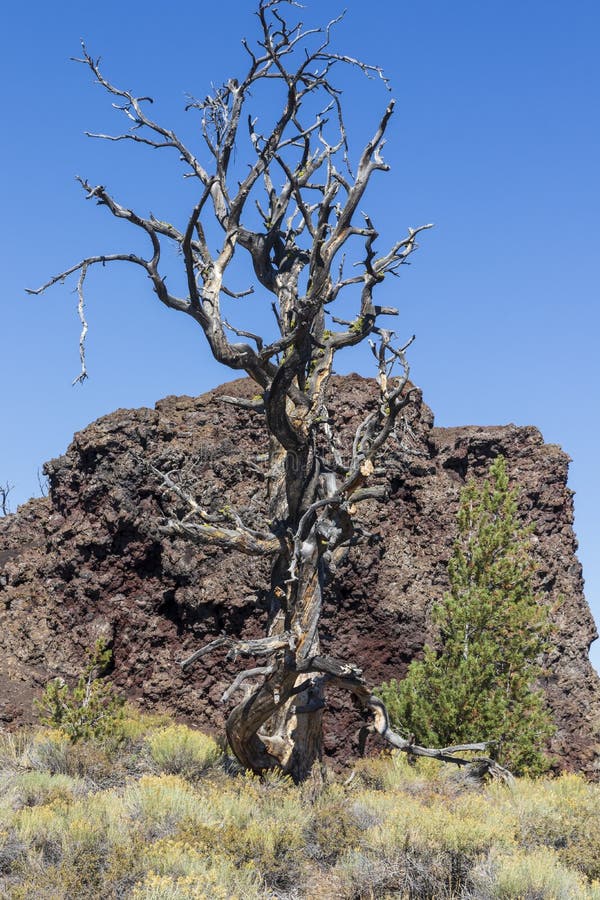 Dead Tree at Craters of the Moon National Park. Idaho. USA. Stock Image ...