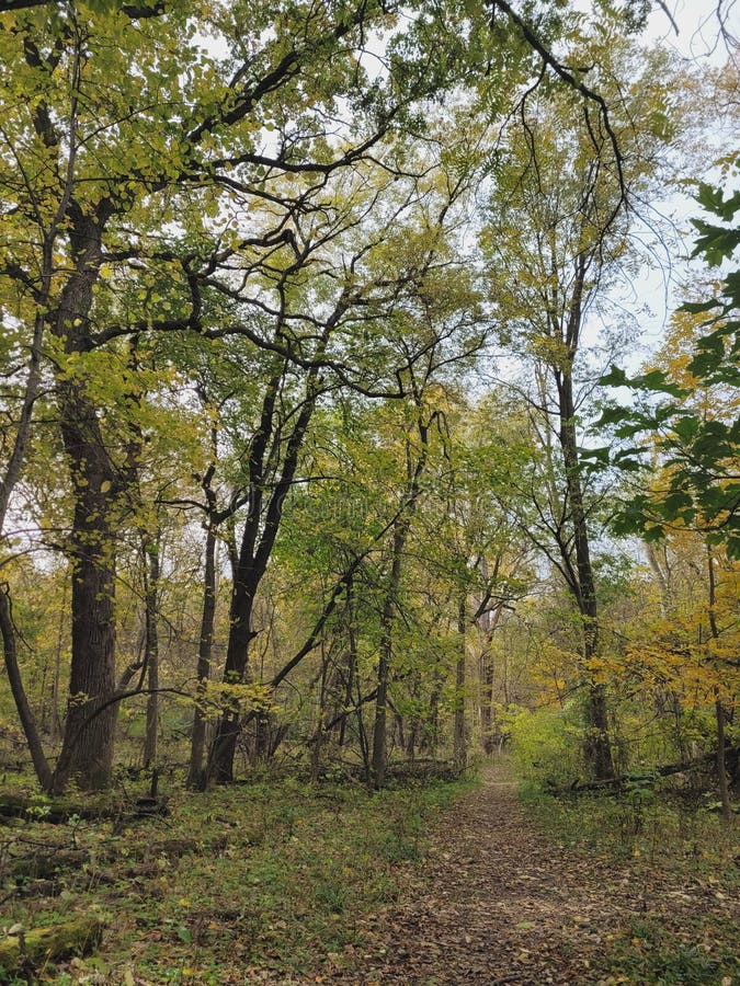 Dead Tree Creations by Annie Stock Photo - Image of beautiful, trail ...