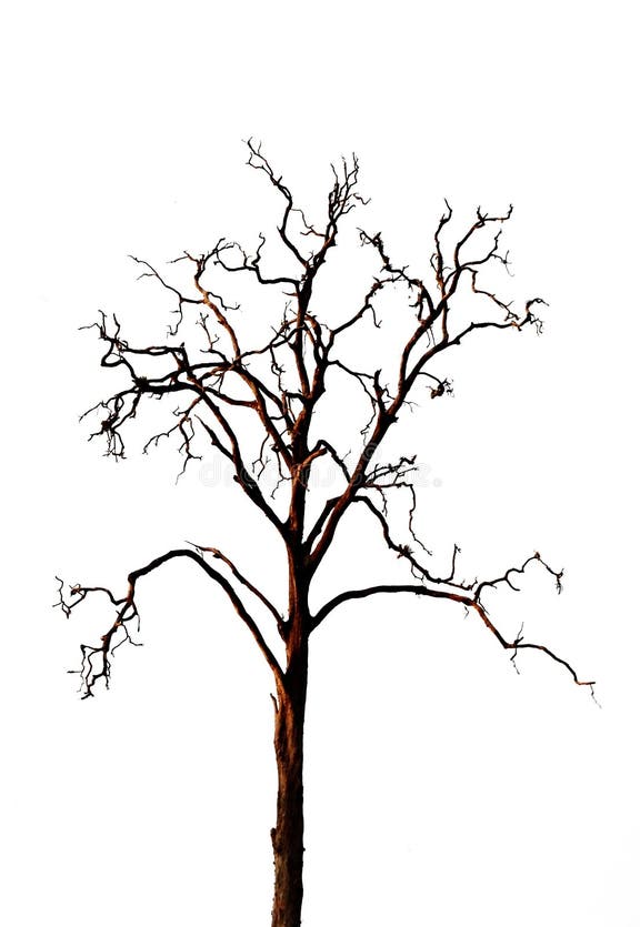 Dead tree stock photo. Image of vegetables, textured - 40708516