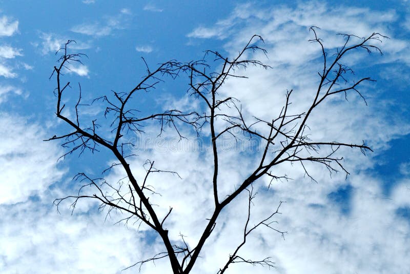 Dead tree stock image. Image of dead, clouds, green, limb - 44664303