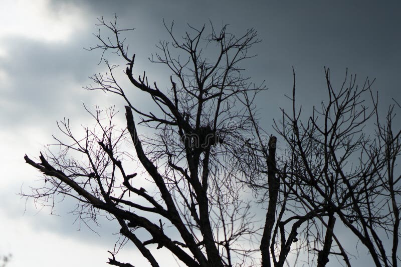 Dead tree with dark sky stock image. Image of dark, back - 105054203